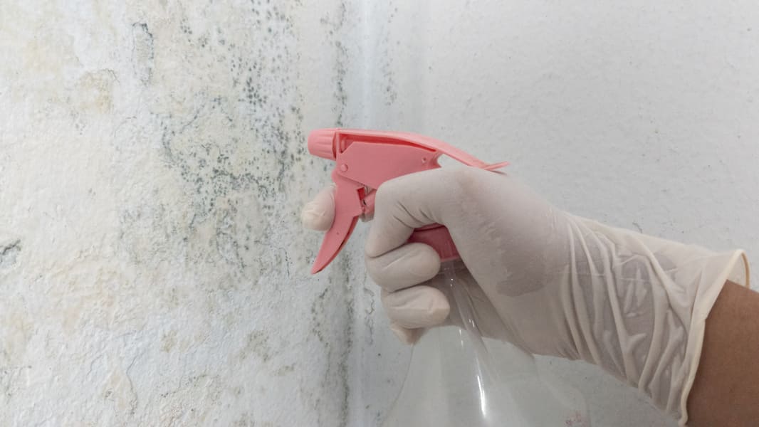 How to Prevent Mould and Mildew in Office Buildings